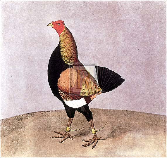 James Pollard Artist Hand Colored Copper Plate Printed Atelier Print ...