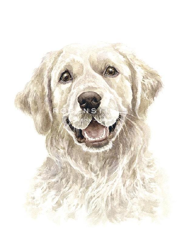 Janie Howe 30 x 40 in. Open Giclee Canvas:"Gus The Golden Retriever ...