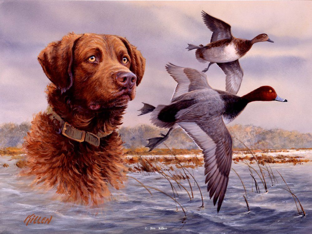 Jim Killen Artist Proof Duck Stamp Print:"Redheads at Winyah Bay" - Jim ...