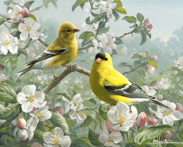 Joe Hautman Artist Signed and Numbered Limited Edition Canvas Giclee:"Orchard Goldfinch ...