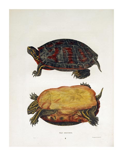 John Edwards Holbrook Fine Art Open Edition Giclée:"Emrys Rubriventris ...