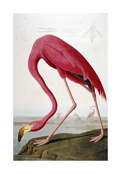 John James Audubon Fine Art Open Edition Giclée:"American Flamingo ...