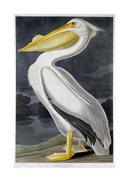 John James Audubon Fine Art Open Edition Giclée:"American White Pelican ...
