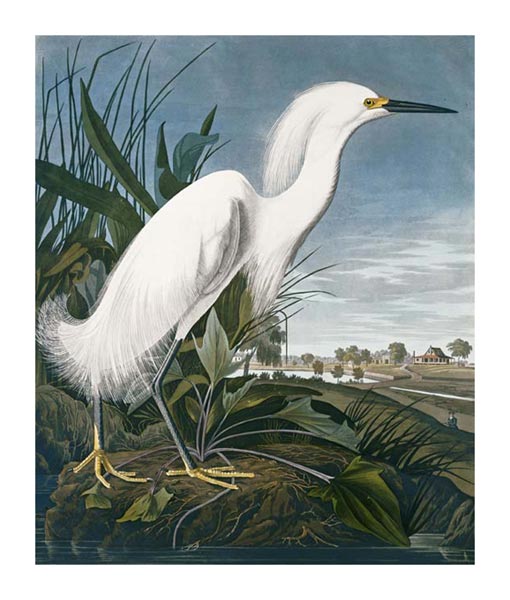 John James Audubon Fine Art Open Edition Giclée:"Snowy Heron ...