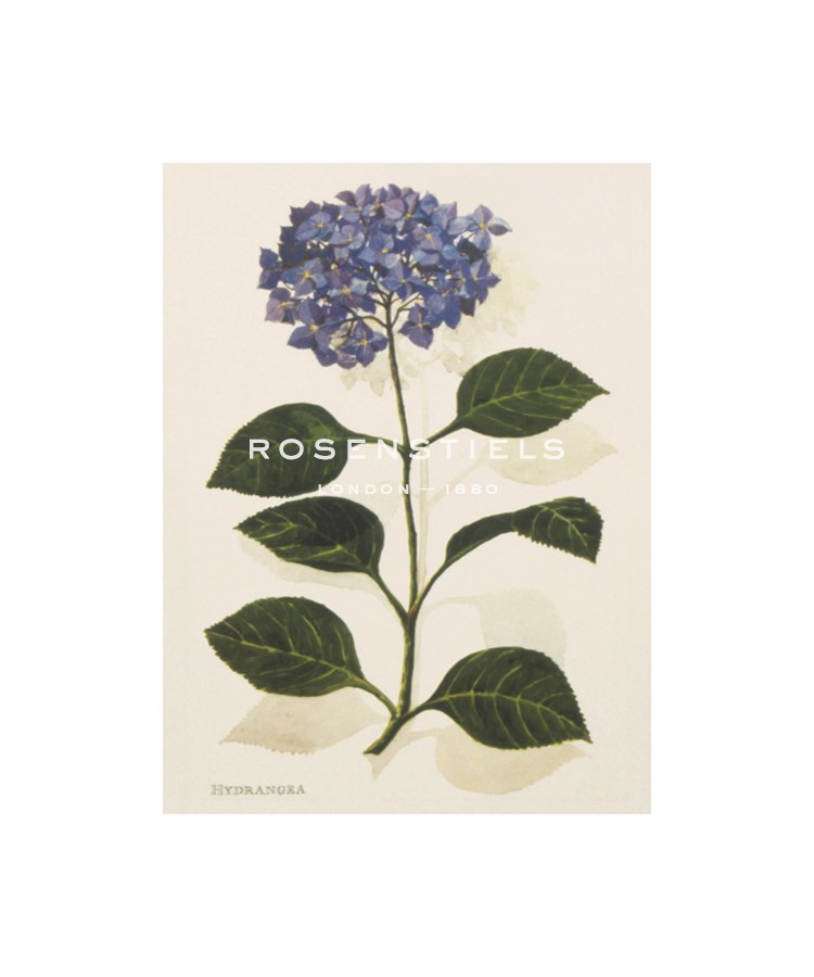 John Miller Hand Numbered Limited Edition Print on Paper :"Hydrangea ...