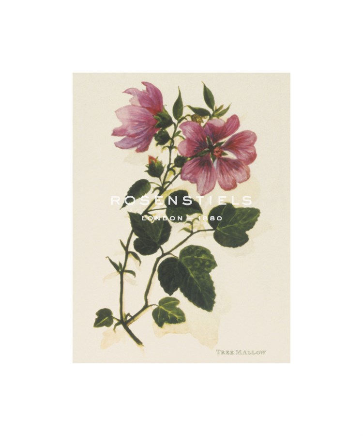 John Miller Hand Numbered Limited Edition Print on Paper :"Tree Mallow ...
