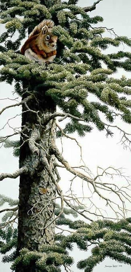 John Seerey - Lester Limited Edition Print:"High Refuge - Red Squirrel ...