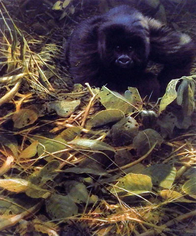 John Seerey-Lester Print-Signed and Numbered:"Young Mountain Man ...