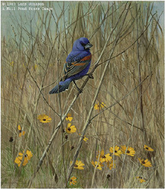 Lars Johnson Limited Edition Paper Print:"Blue Grosbeak" - Lars Johnson