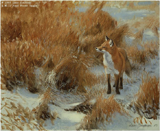 Lars Johnson Limited Edition Paper Print:"Curiosity - Red Fox" - Lars ...