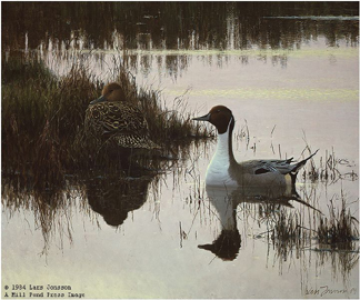 Lars Johnson Limited Edition Paper Print:"Evening Light - Pintails ...