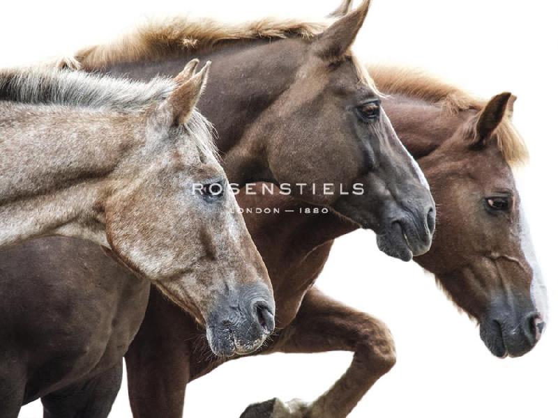 Laura Warren 40 x 30 in. Open Giclee Canvas:"Bold Equine - Run" - Laura ...