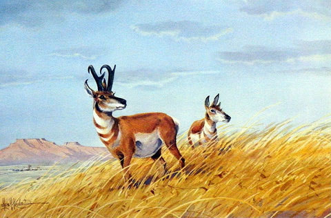 Les Kouba Print-Signed and Numbered:"Antelope Country" - Les Kouba