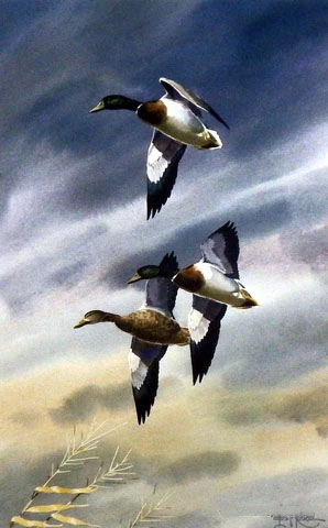 Les Kouba Print-Signed and Numbered:"Mallard Trio" - Les Kouba