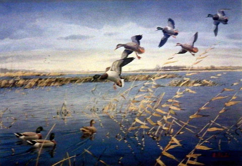 Les Kouba Print-Signed and Numbered:"Mallards Assembling" - Les Kouba