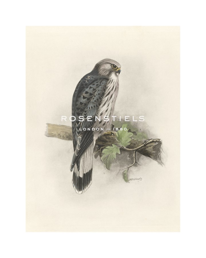 Lilian Medland Hand Numbered Limited Edition Print on Paper :"Kestrel ...