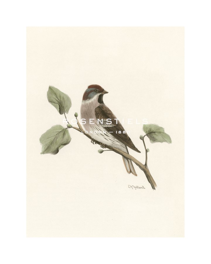 Lilian Medland Hand Numbered Limited Edition Print on Paper :"Lesser ...