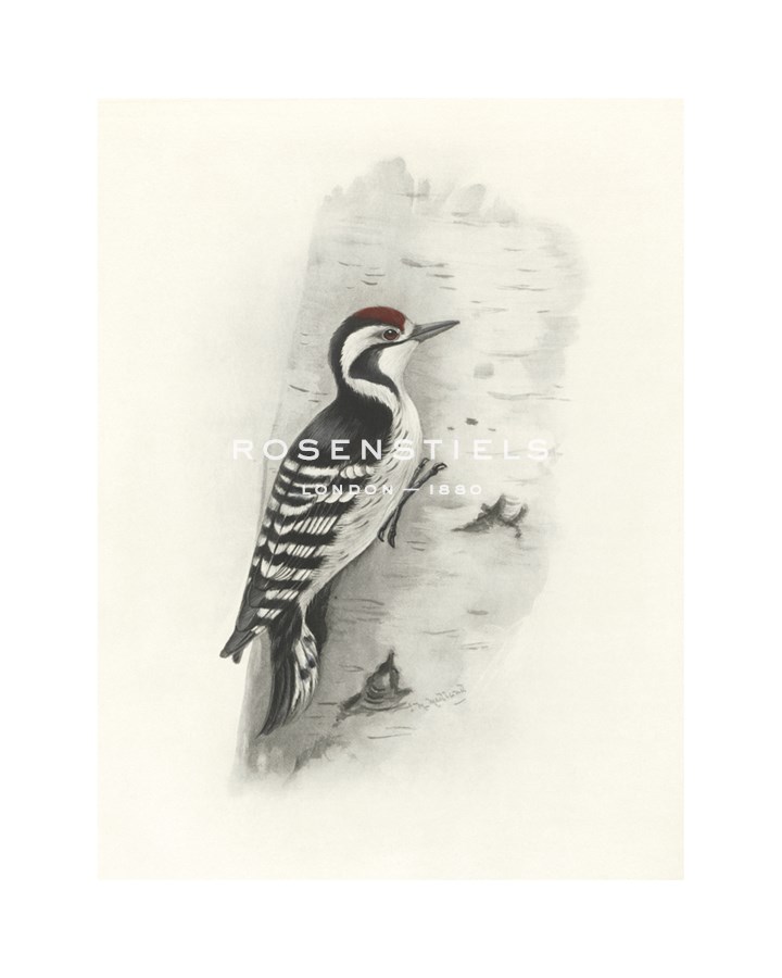 Lilian Medland Hand Numbered Limited Edition Print on Paper :"Lesser ...