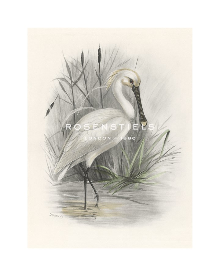 Lilian Medland Hand Numbered Limited Edition Print on Paper :"Spoonbill ...