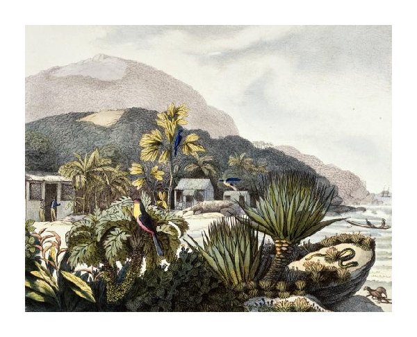 Luis Choris Fine Art Open Edition Giclée:"Brazil" - Illustration