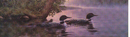 MARC HANSON Secondary Market Art: "NORTHERN LIGHT LOONS" - HANSON, MARC