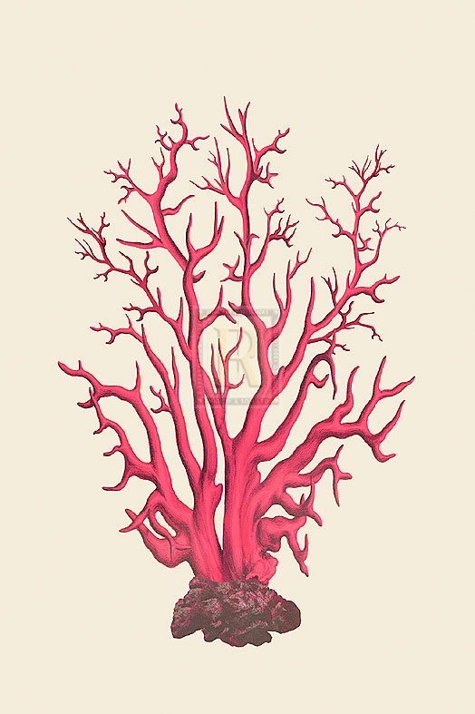 Maria Mendez Hand Numbered Limited Edition Print on Paper :"Coral Seas ...