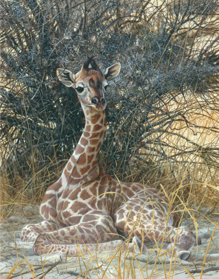 Matthew Hillier Limited Edition Print:"Hidden Treasure" - Matthew Hillier