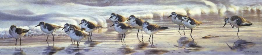 Matthew Hillier Limited Edition Print:"Shoreline Sanderlings" - Matthew ...