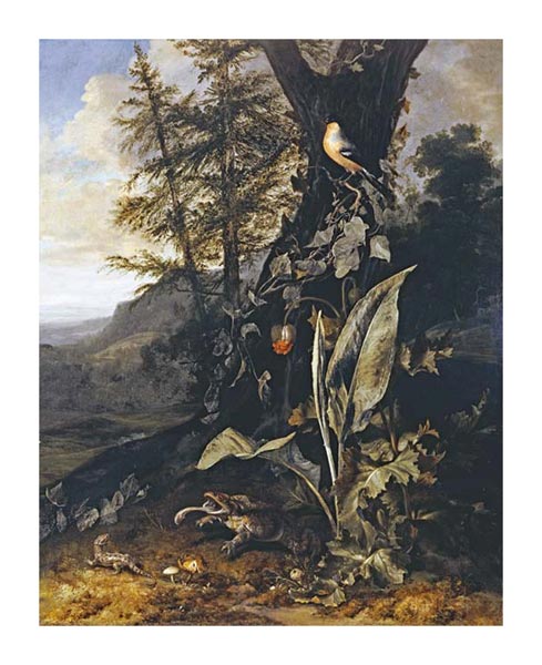 Matthias Withoos Fine Art Open Edition Giclée:"Forest Floor with a Toad ...