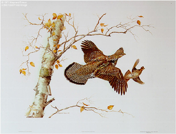 MAYNARD REECE 16X24 Secondary Market Art: "BIRCH RUFF GROUSE" - REECE ...