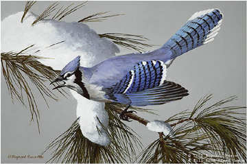 MAYNARD REECE 9X13 Secondary Market Art: "WHITE PINE BLUEJAY" - REECE, MAYNARD