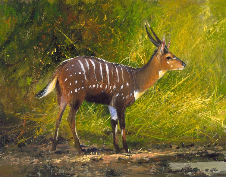 Michael Coleman Hand Signed and Numbered Limited Edition Giclee:"Chobe ...