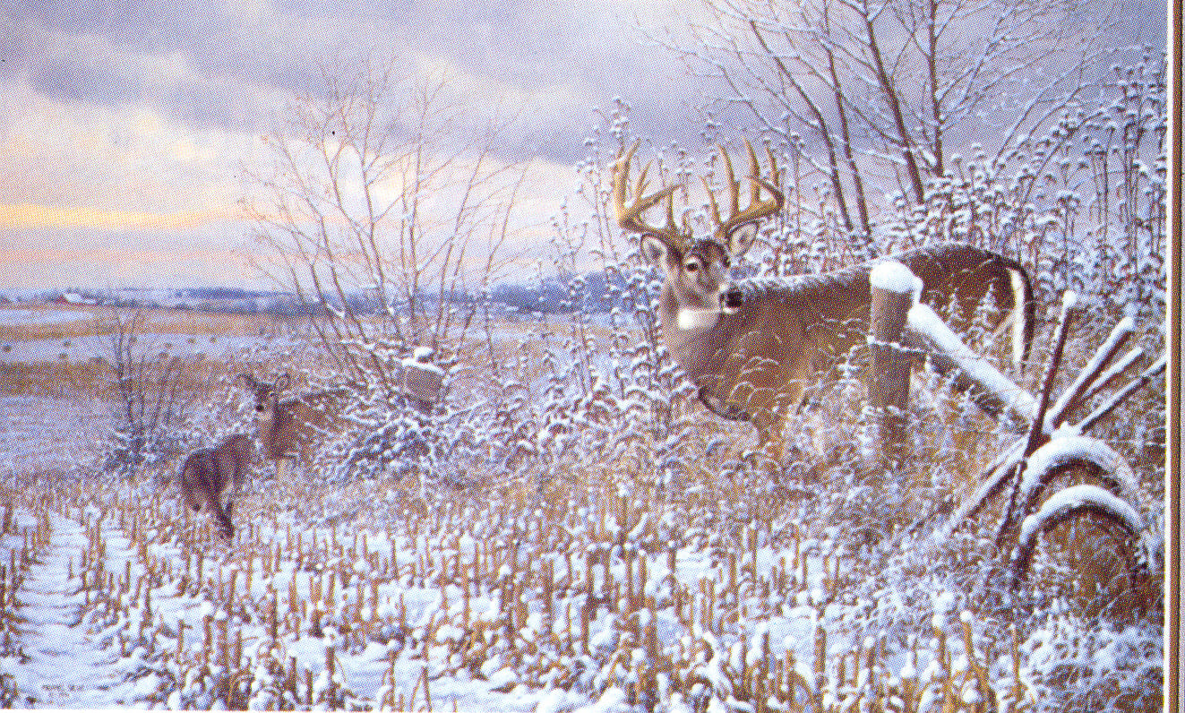 MICHAEL SIEVE 28X17 Secondary Market Art: "AFTER THE STORM DEER ...