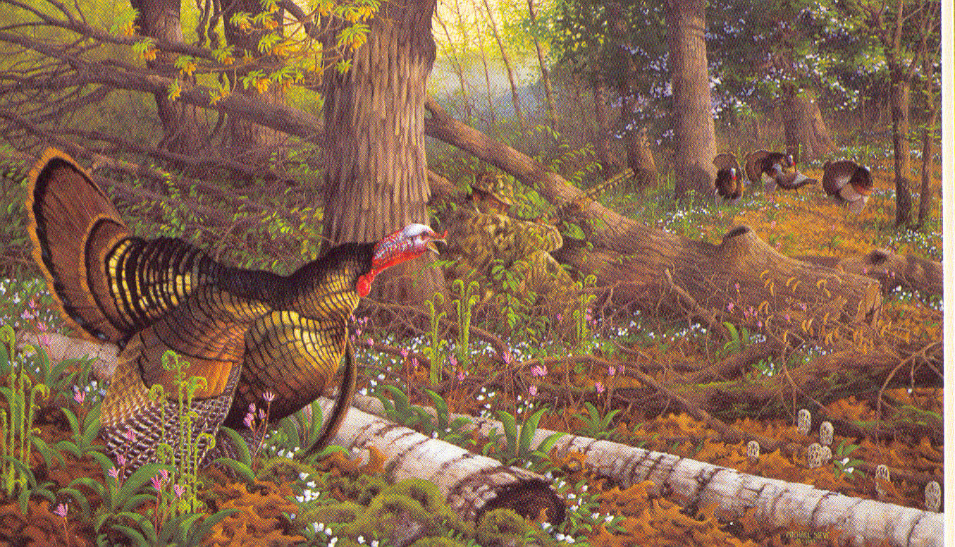 MICHAEL SIEVE Secondary Market Art: "BLINDSIDED WILD TURKEY" - SIEVE ...