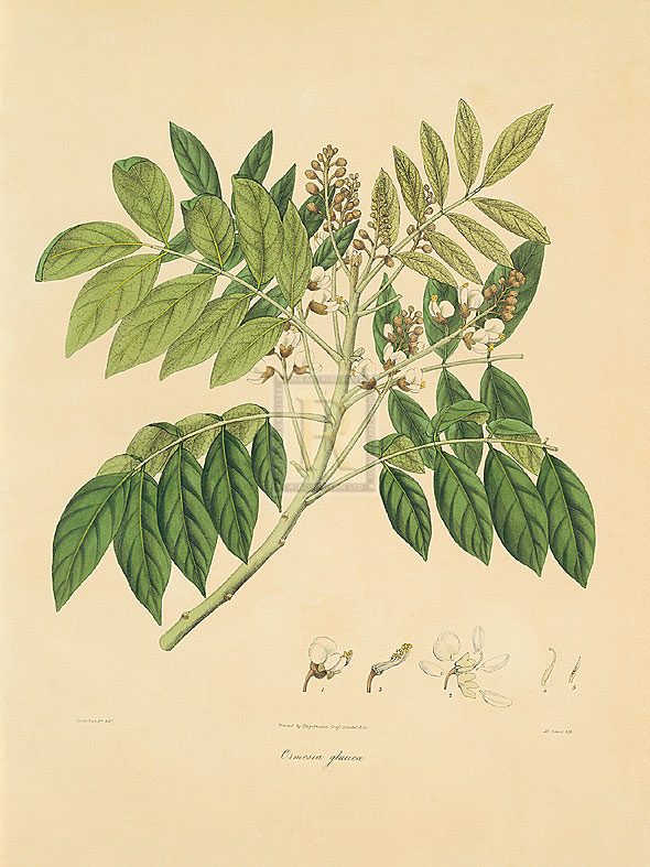 Nathaniel Wallich Hand Numbered Limited Edition Print on Paper :"East ...