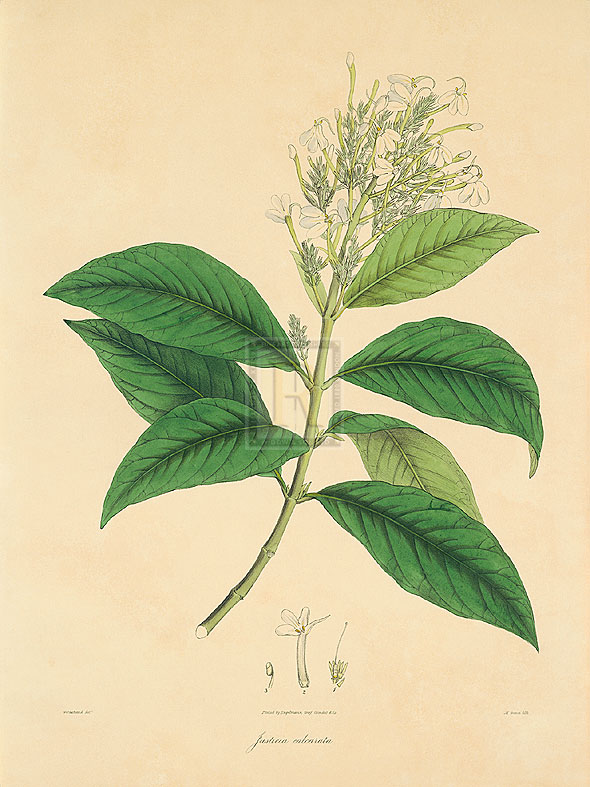 Nathaniel Wallich Hand Numbered Limited Edition Print on Paper :"East ...