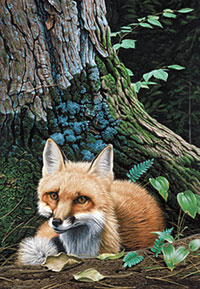 Neal Anderson Limited Edition Print:"Cozy Retreat - Red Fox" - Neal ...