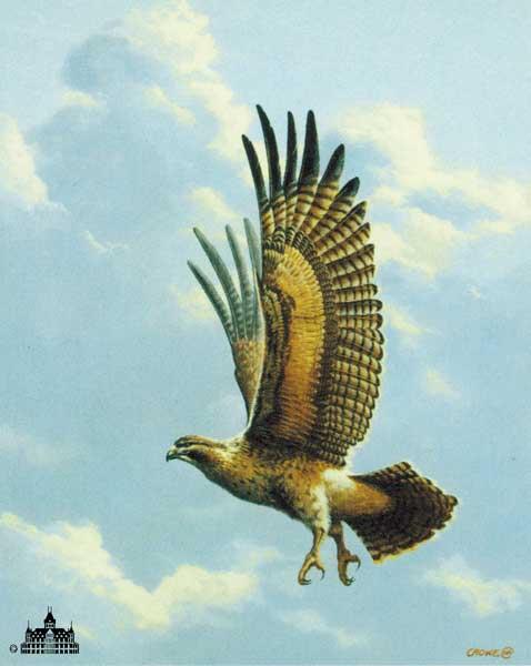 Phillip Crowe Limited Edition Paper Print : " Homeward Bound ...