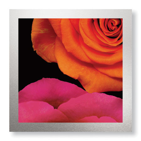Pip Bloomfield Limited Edition Ready to Hang Giclee on Brushed Aluminum ...