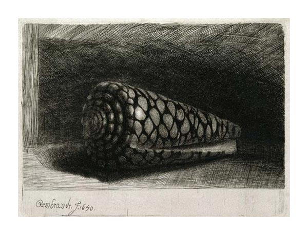 Rembrandt Van Rijn Fine Art Open Edition Giclée:"The Shell (Conus ...