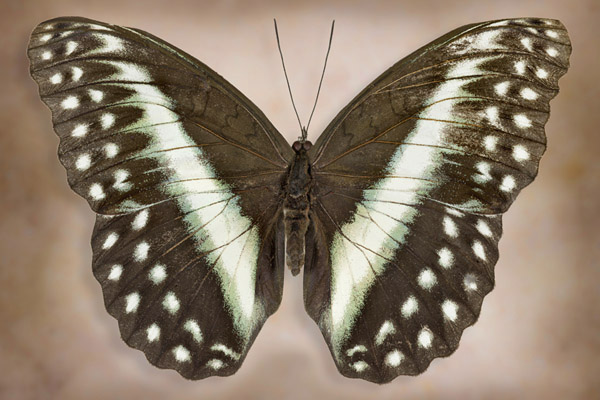 Richard Reynolds 24 x 36 Signed - Museum Wrapped Giclee on Canvas ...