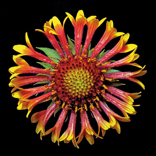 Richard Reynolds 36 x 36 Signed - Museum Wrapped Giclee on Canvas ...