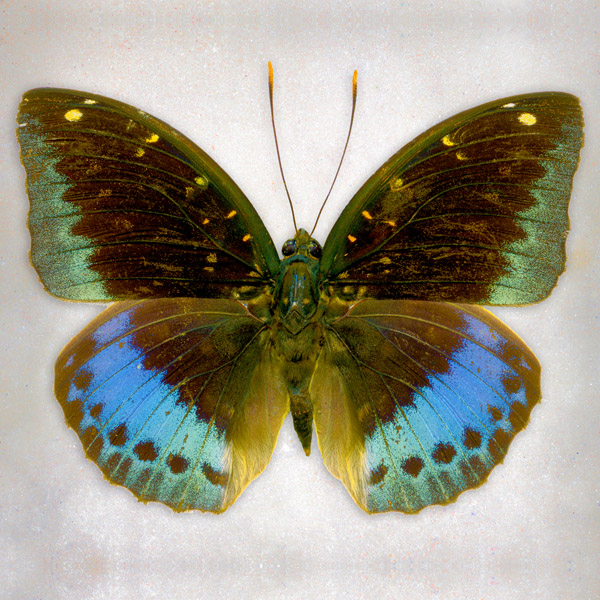 Richard Reynolds 36 x 36 Signed - Museum Wrapped Giclee on Canvas:"Common Archduke" - Richard ...