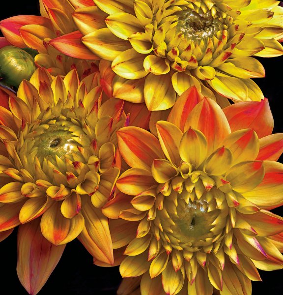 Richard Reynolds 37.5 x 36 Signed - Museum Wrapped Giclee on Canvas ...