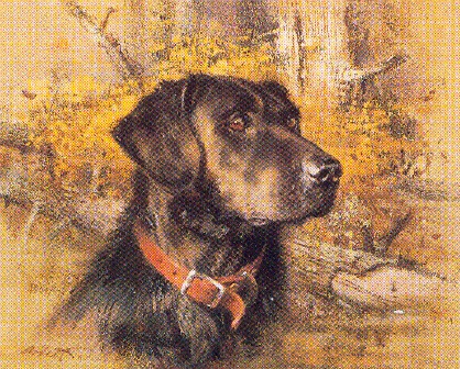 ROBERT ABBETT Secondary Market Art: "CODY BLACK LAB" - ABBETT, ROBERT