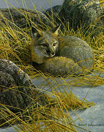 Robert Bateman Limited Edition Paper Print:"Curled Up-Swift Fox ...