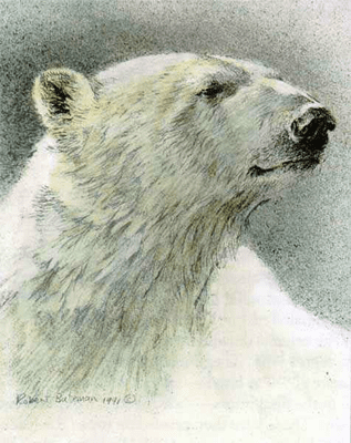 Robert Bateman Limited Edition Paper Print:"Polar Bear - Predator ...