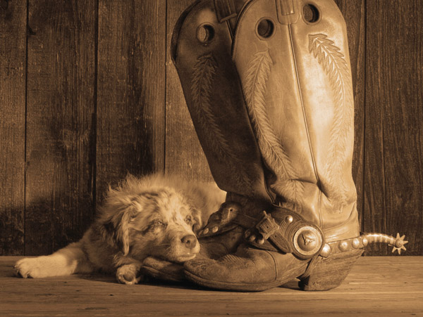 Robert Dawson 24 x 32 Open Edition Signed Giclee on Canvas:"Dixie Sepia ...