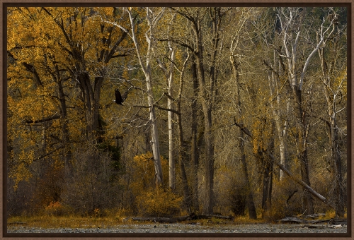 Robert Dawson 26 x 38 Canvas Giclee Art:"Where Eagles Fly" - Robert Dawson