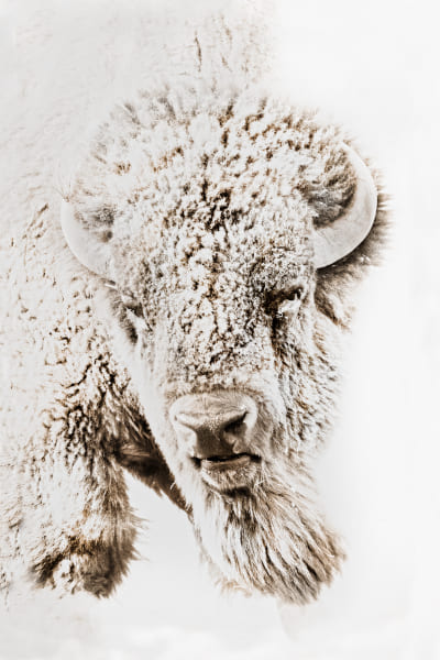 Robert Dawson 45 x 30 Open Edition Signed Giclee on Canvas:"Great ...